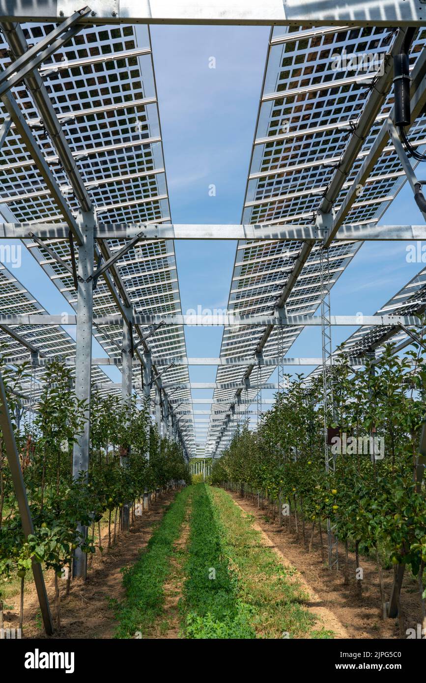 Agri-photovoltaic test facility, an apple orchard was covered with two ...