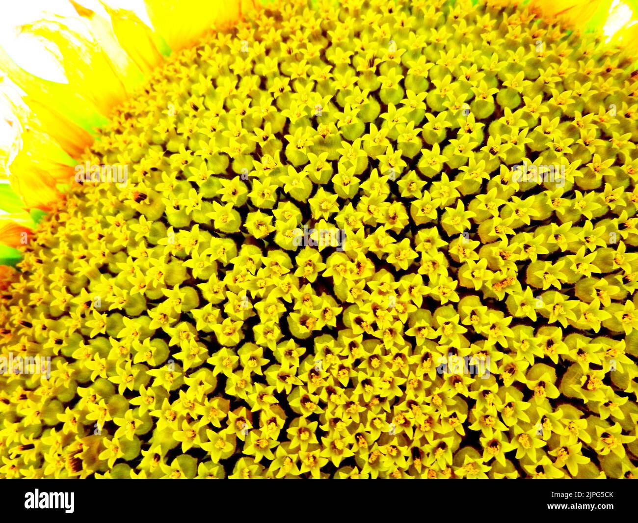Center of flower sunflower close up. Natural texture for background ...