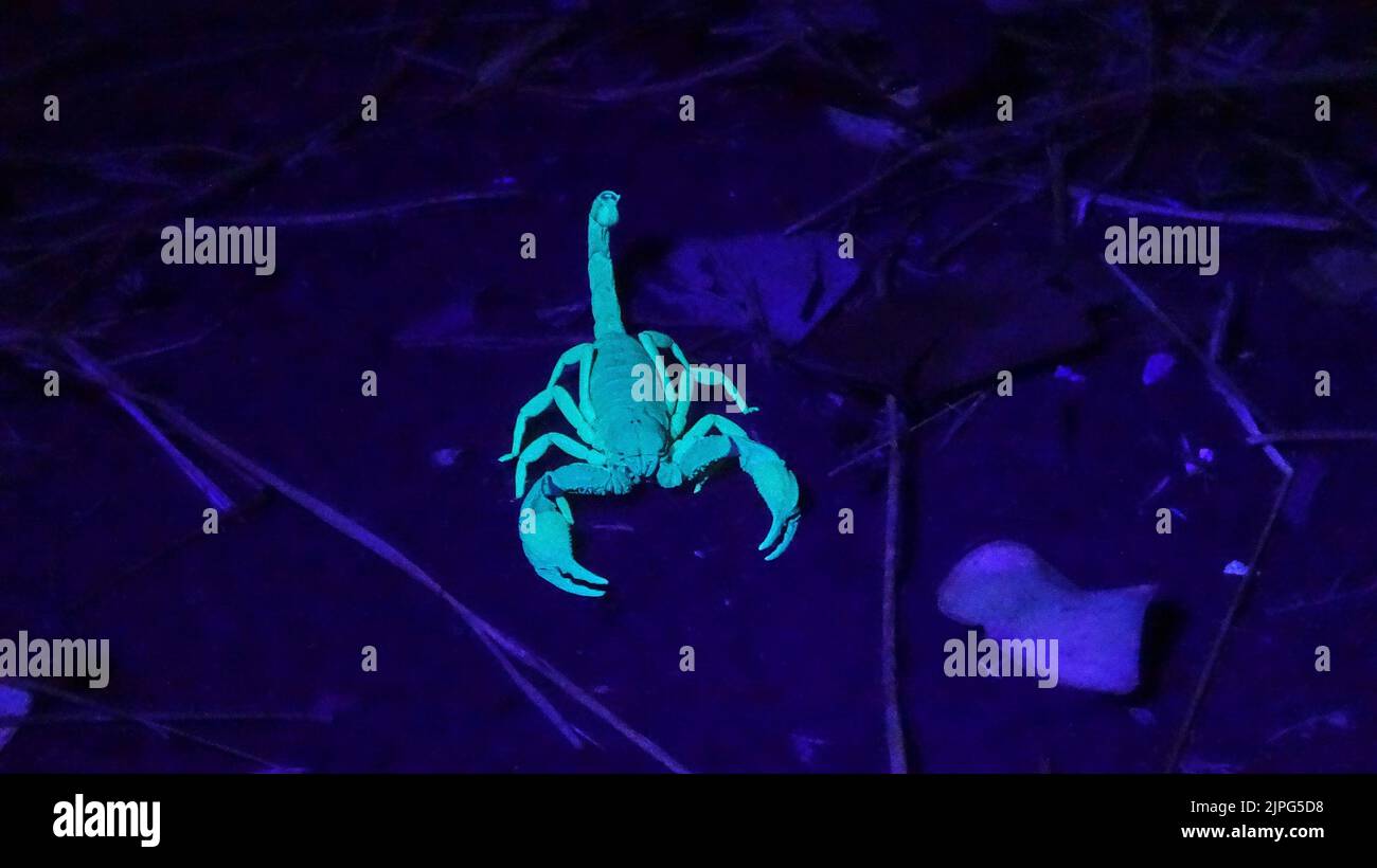 Scorpion at night illuminated by UV light Stock Photo - Alamy