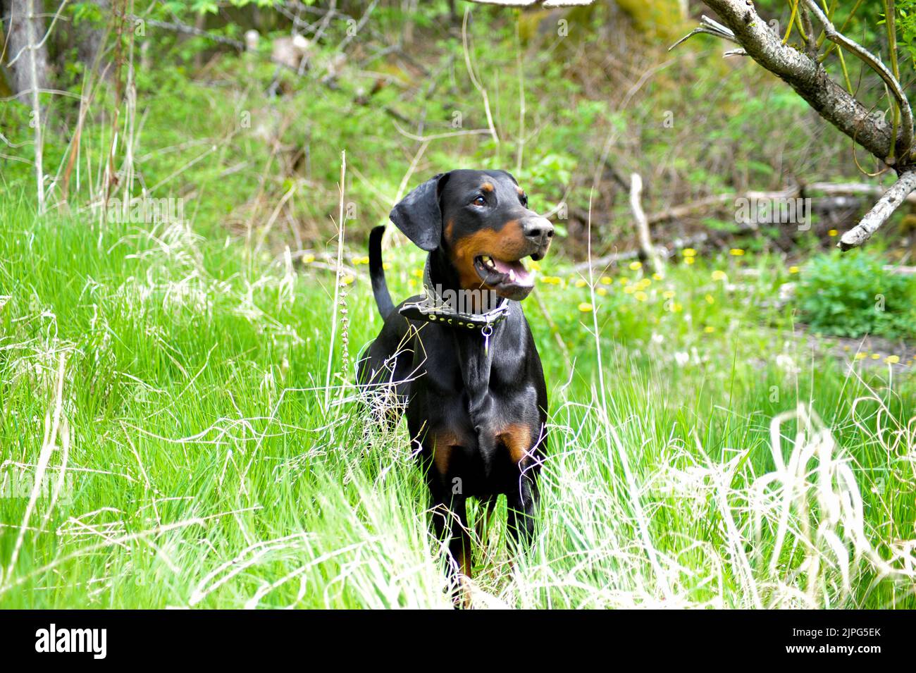 Happy, friendly doberman male standing in tall grass outdoors in nature ...