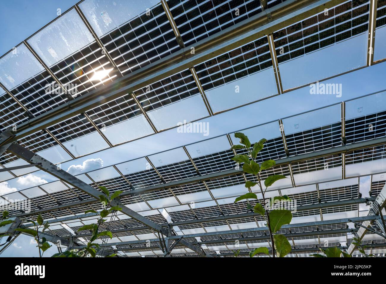 Agri-photovoltaic test facility, an apple orchard was covered with two ...