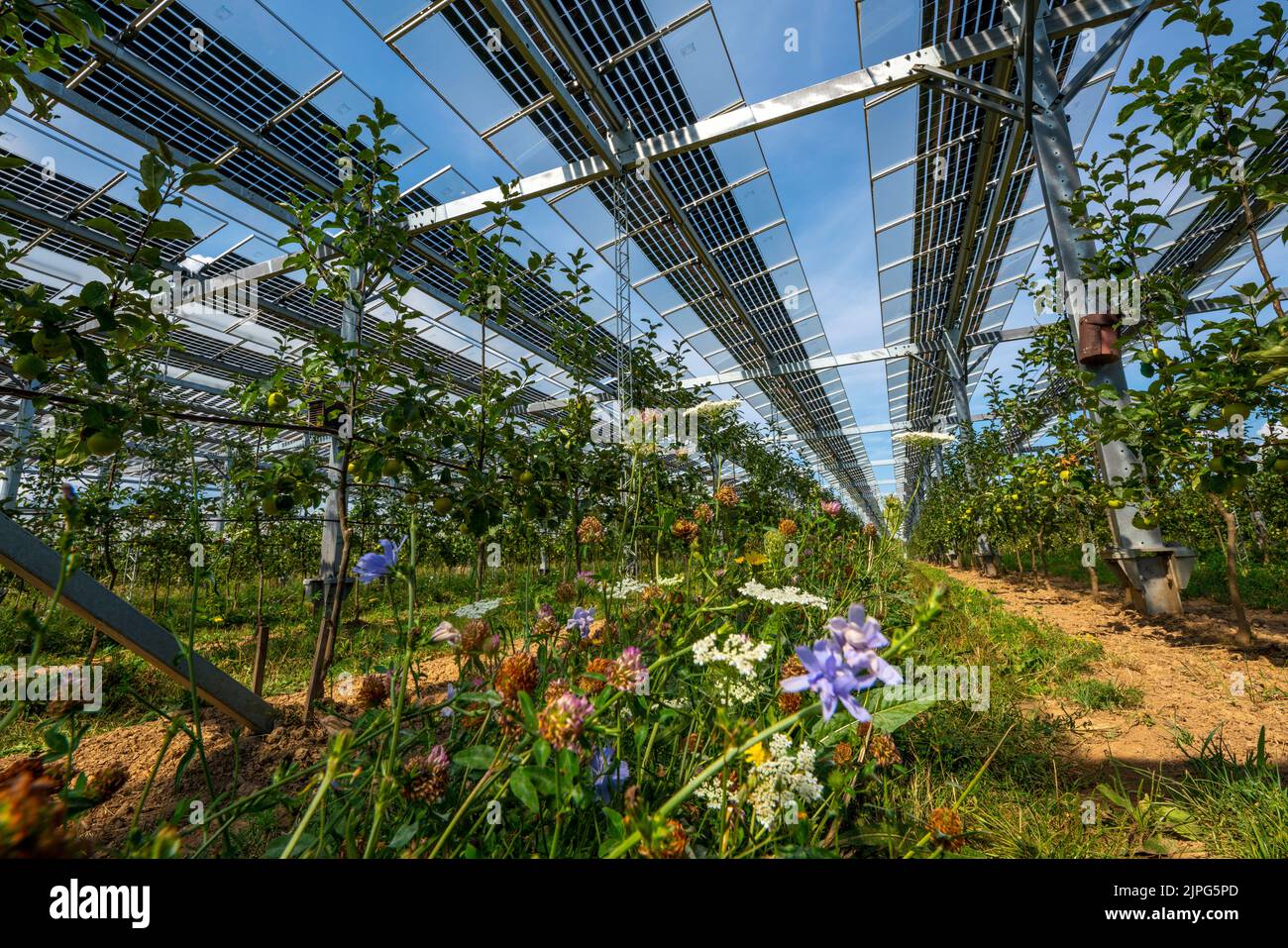 Agri-photovoltaic test facility, an apple orchard was covered with two ...