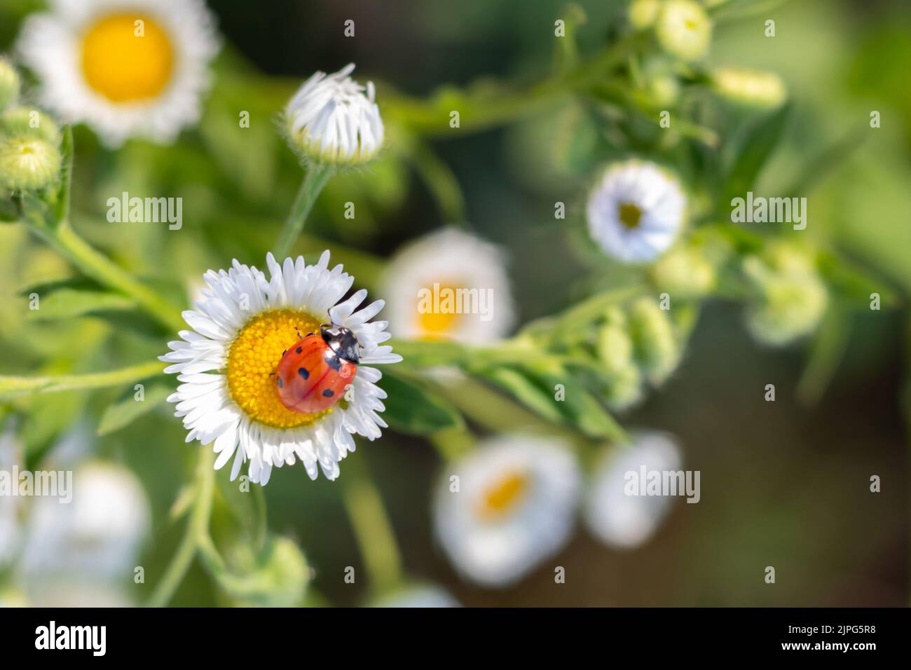 Red-black ladybug on a white chamomile on a blurred background ...