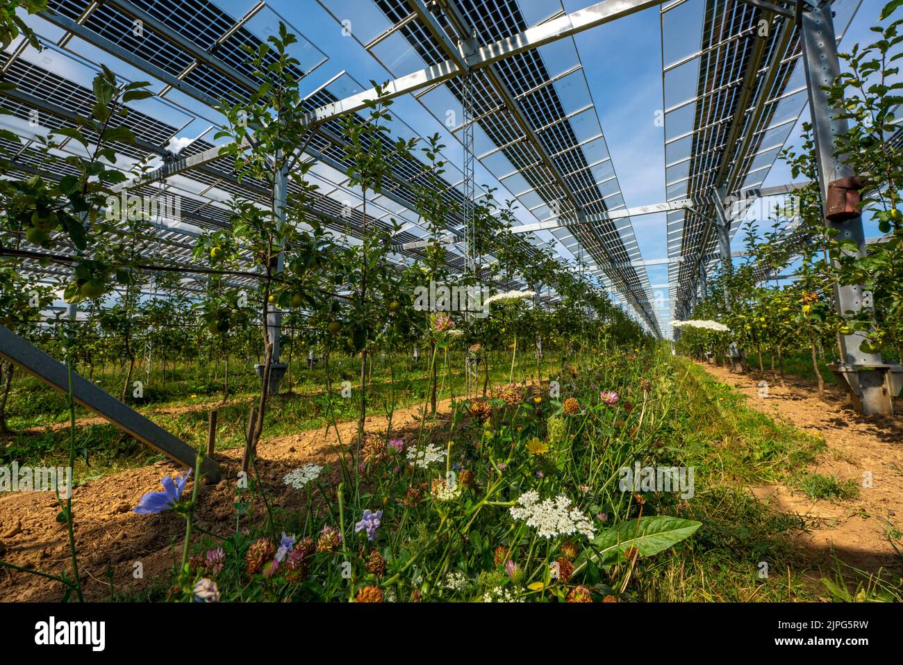 Agri-photovoltaic test facility, an apple orchard was covered with two ...