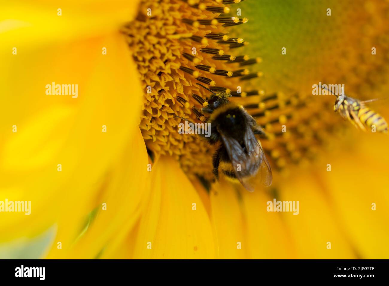 Bee Attacking Humblebee At Amsterdam The Netherlands 20-7-2022 Stock ...