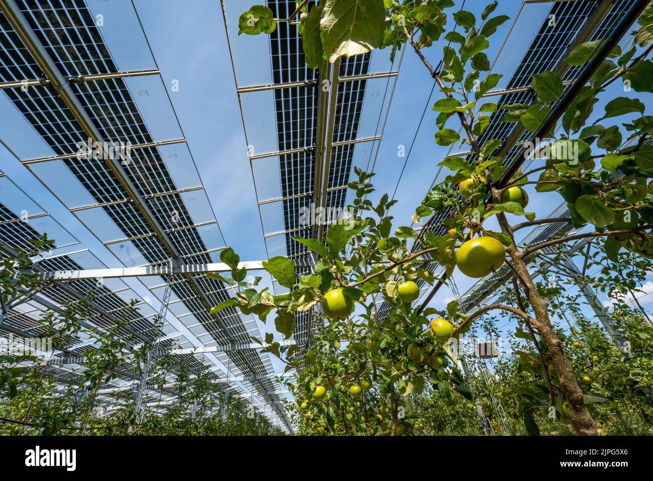 Agri-photovoltaic test facility, an apple orchard was covered with two ...