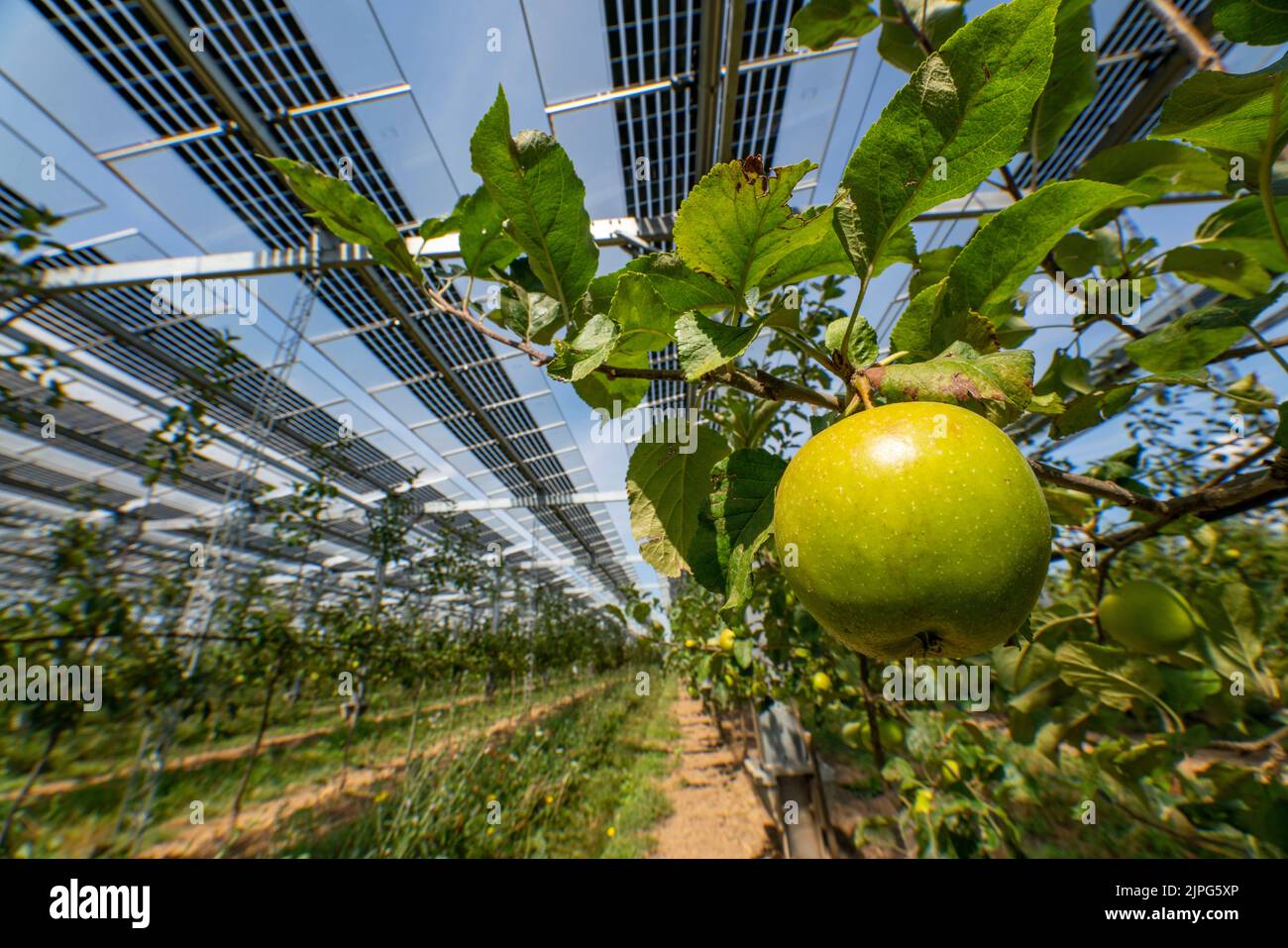Agri-photovoltaic test facility, an apple orchard was covered with two ...