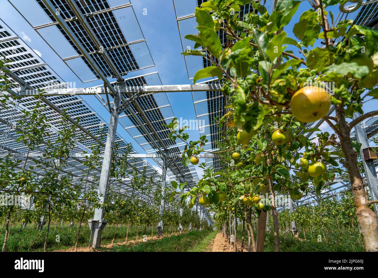 Agri-photovoltaic test facility, an apple orchard was covered with two ...