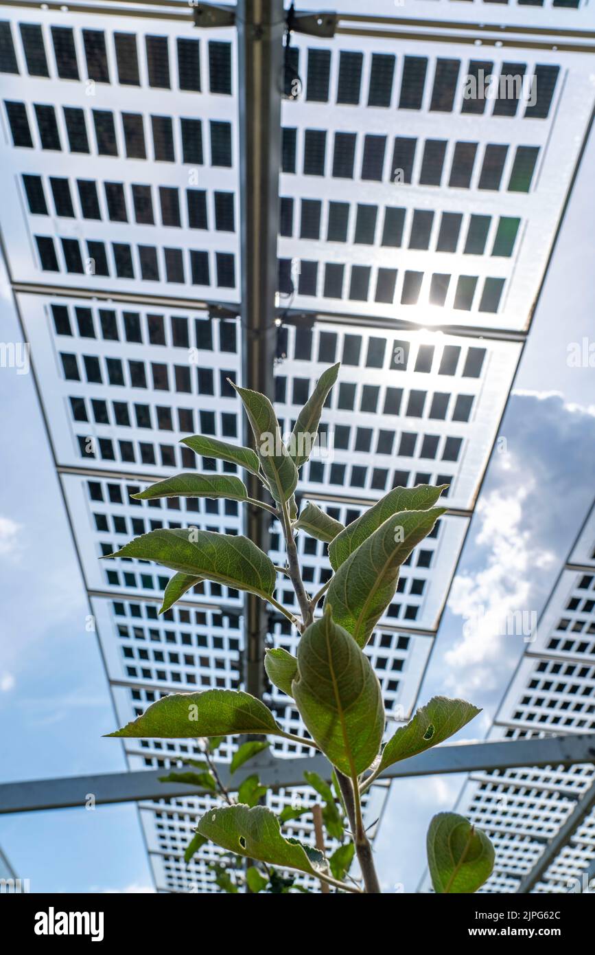 Agri-photovoltaic test facility, an apple orchard was covered with two ...