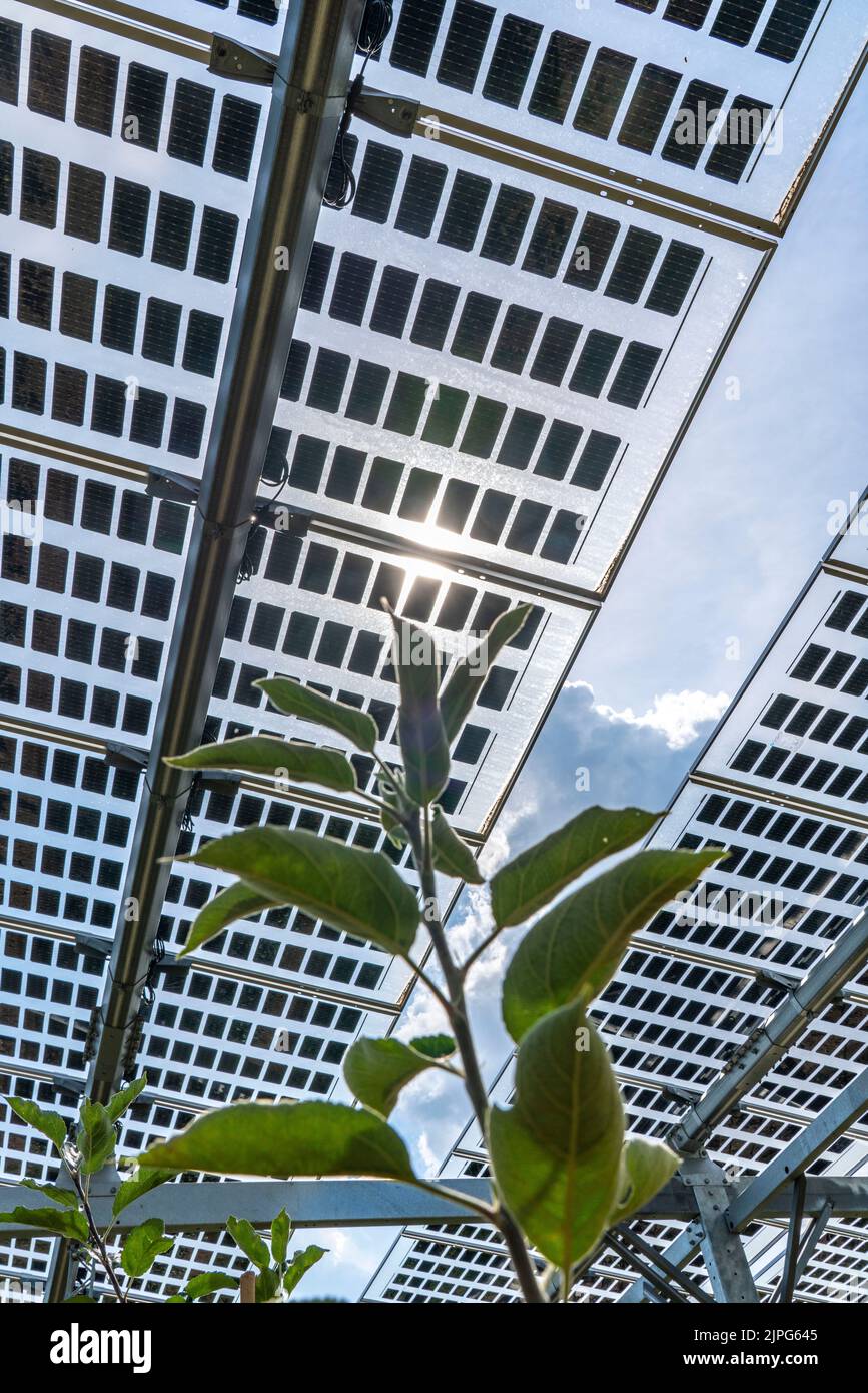 Agri-photovoltaic test facility, an apple orchard was covered with two ...