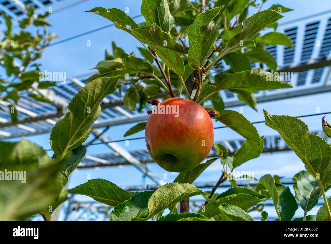 Agri-photovoltaic test facility, an apple orchard was covered with two ...