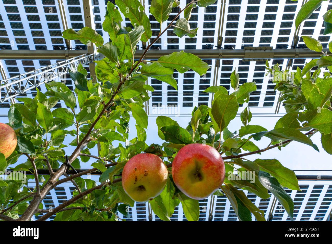 Agri-photovoltaic test facility, an apple orchard was covered with two ...