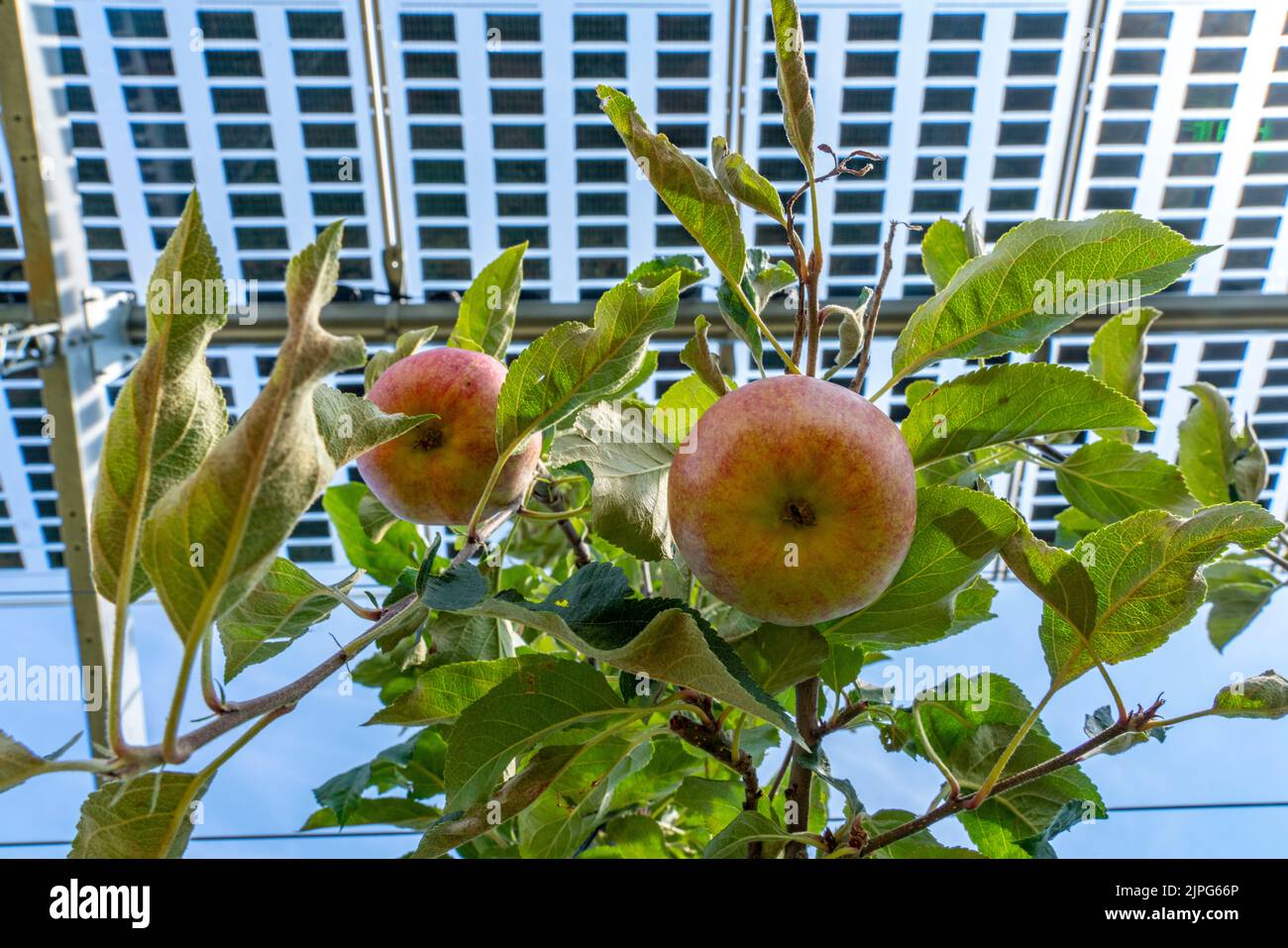 Agri-photovoltaic test facility, an apple orchard was covered with two ...