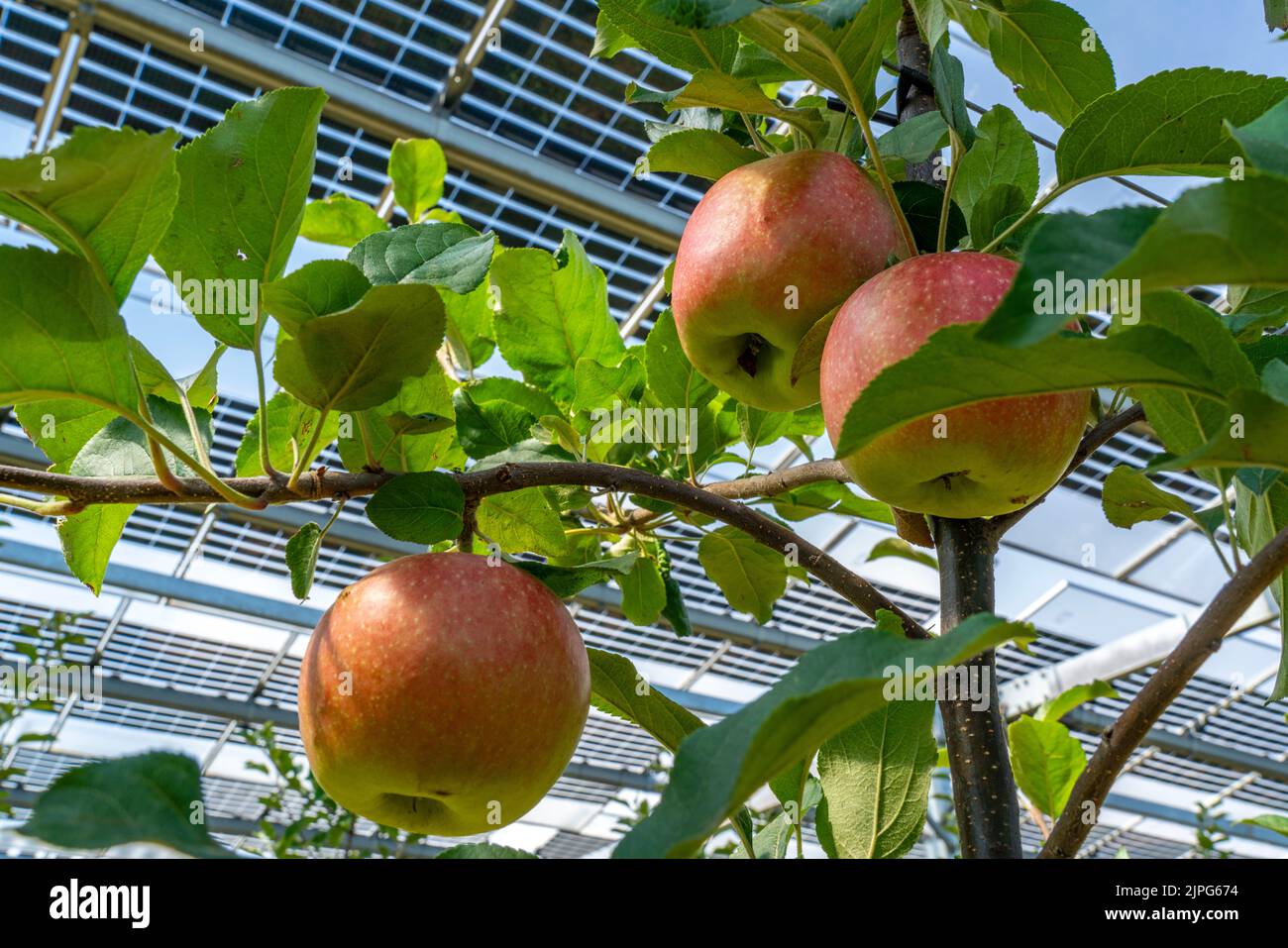 Agri-photovoltaic test facility, an apple orchard was covered with two ...