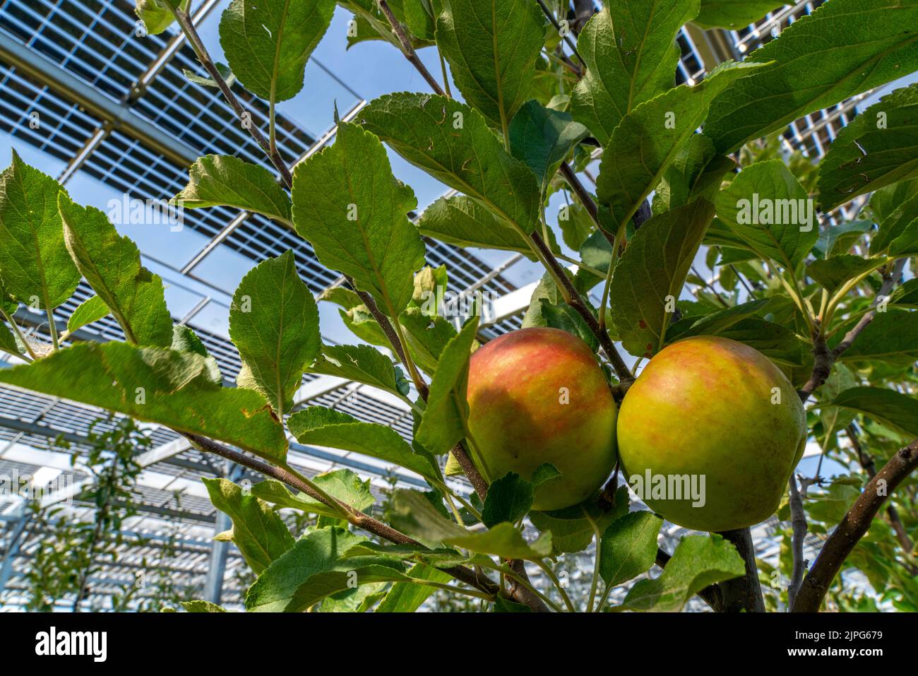 Agri-photovoltaic test facility, an apple orchard was covered with two ...