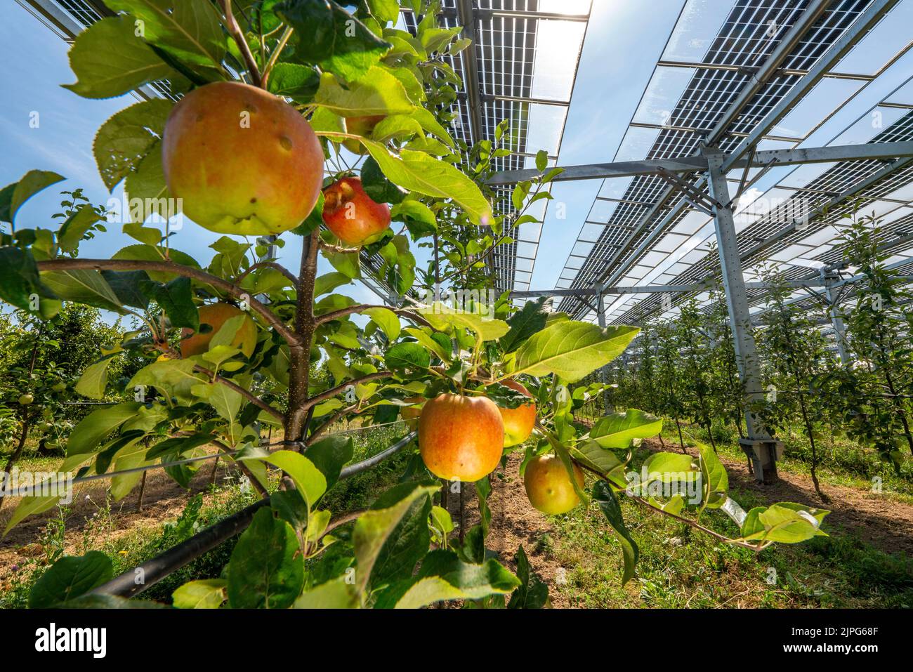 Agri-photovoltaic test facility, an apple orchard was covered with two ...