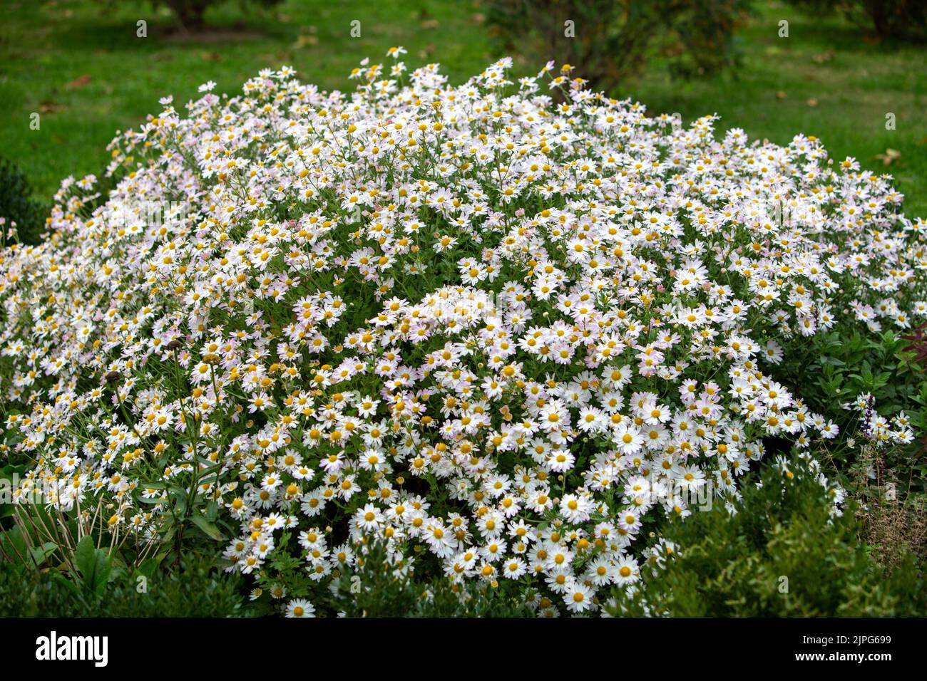 A daisy bush in the nature Stock Photo - Alamy