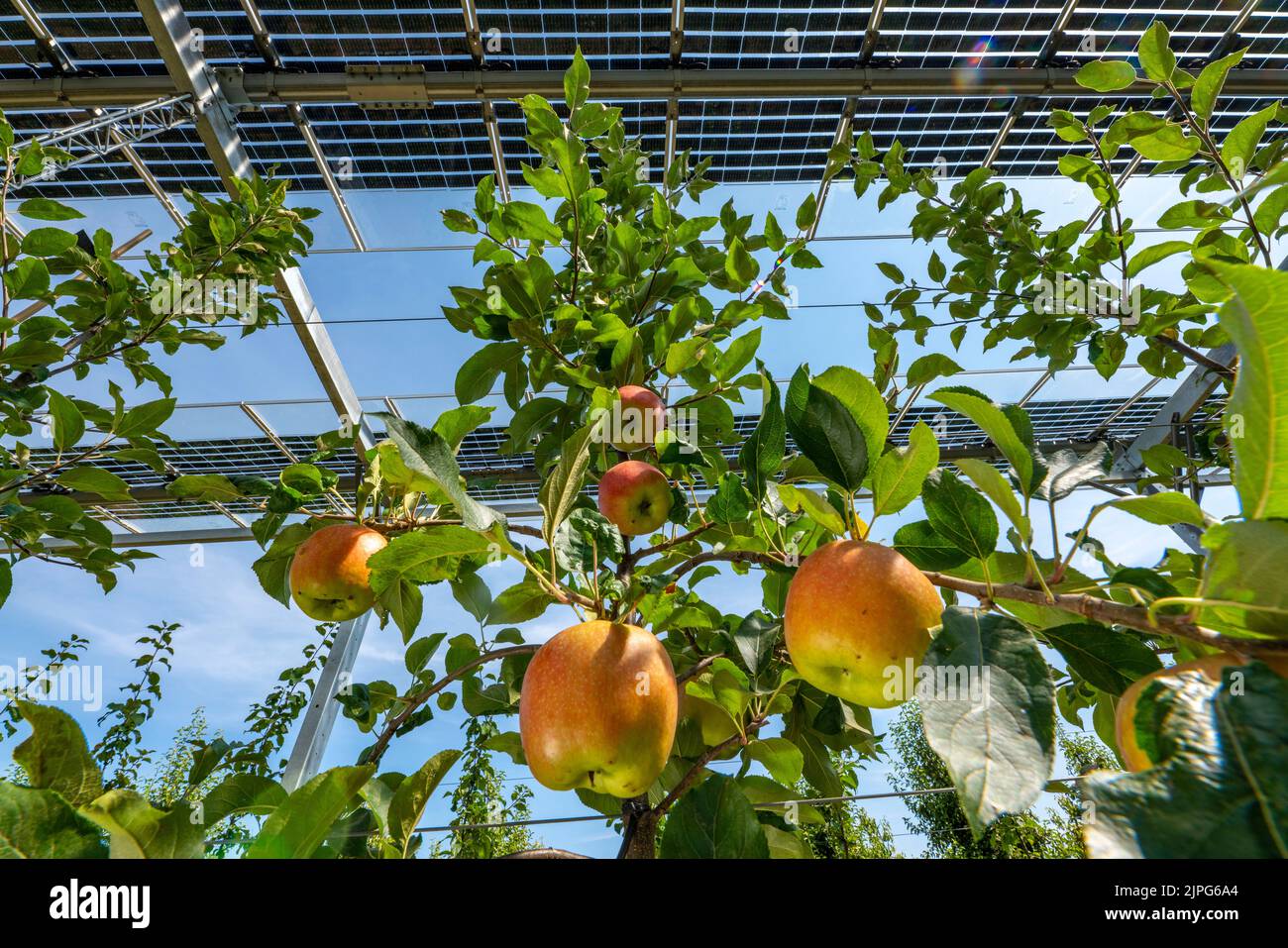 Agri-photovoltaic test facility, an apple orchard was covered with two ...