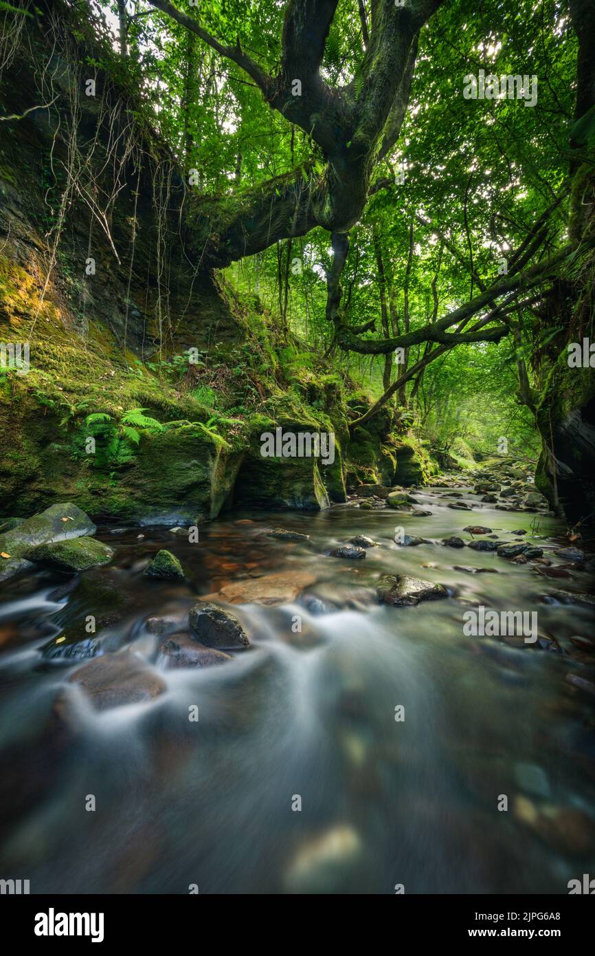 Huge and menacing oak trunk leans over a canyon stream between granite ...