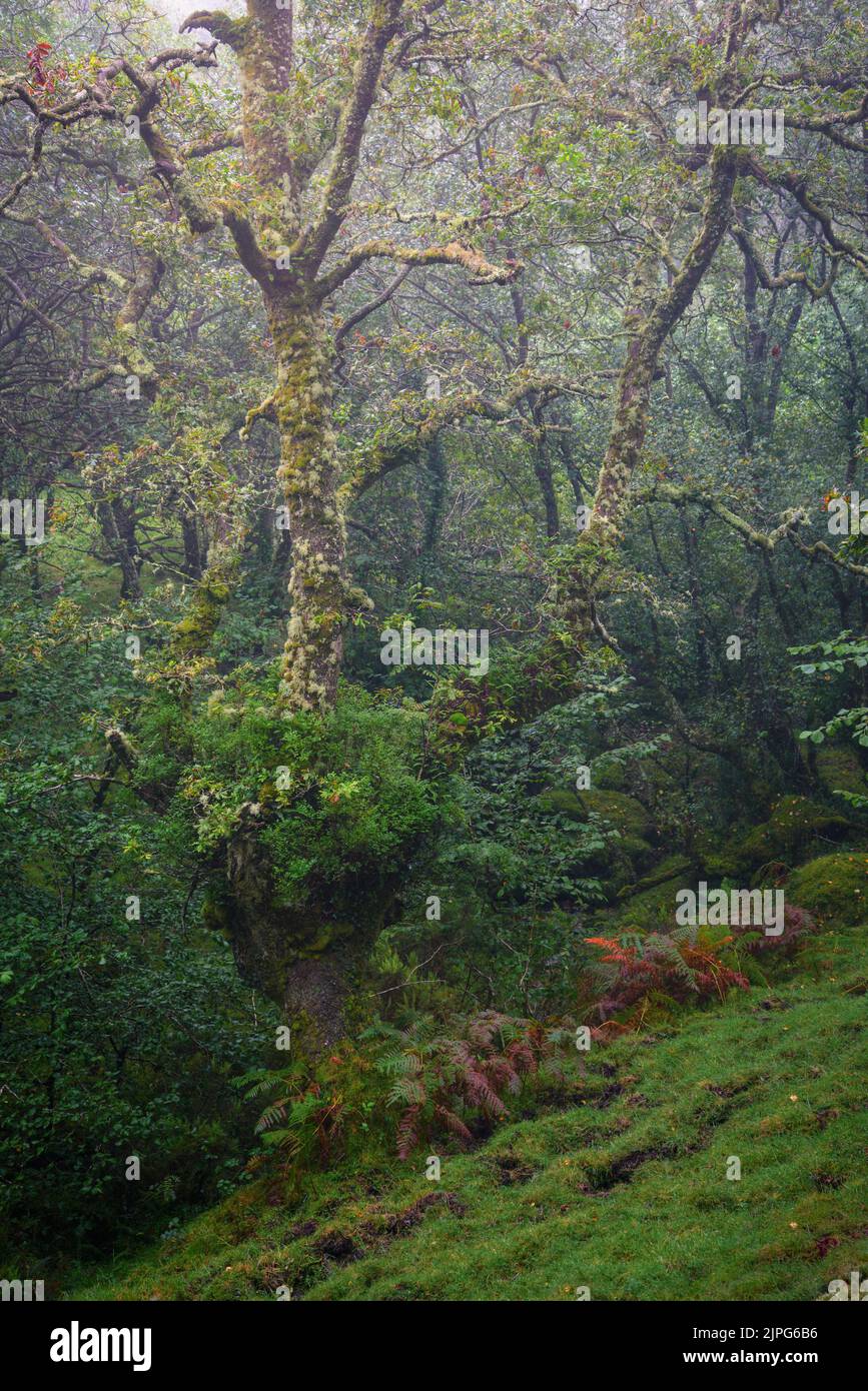 Nice specimen of chestnut tree covered with lichen in a forest in ...