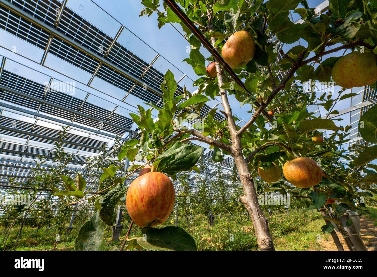 Agri-photovoltaic test facility, an apple orchard was covered with two ...