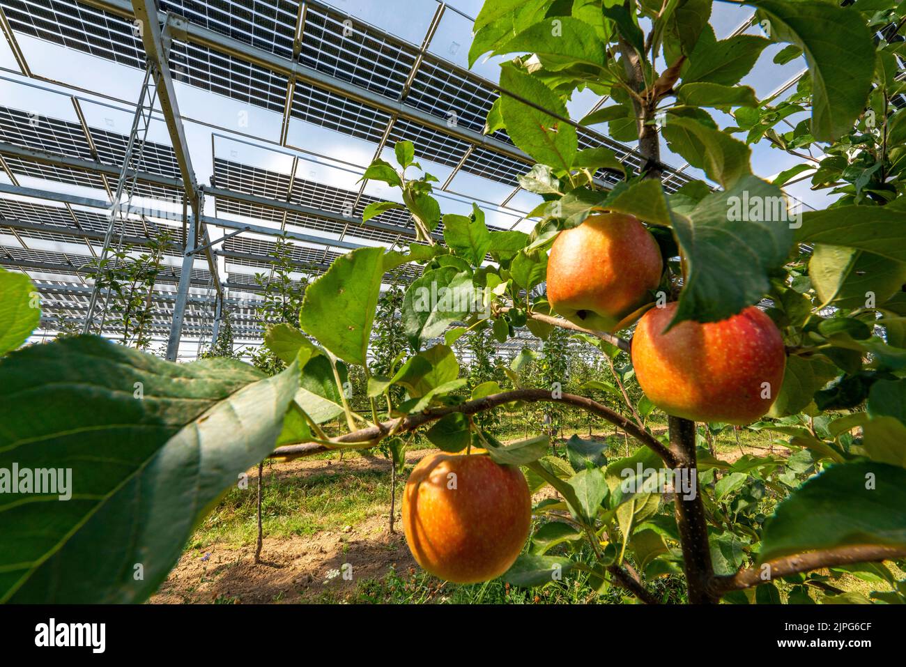 Agri-photovoltaic test facility, an apple orchard was covered with two ...