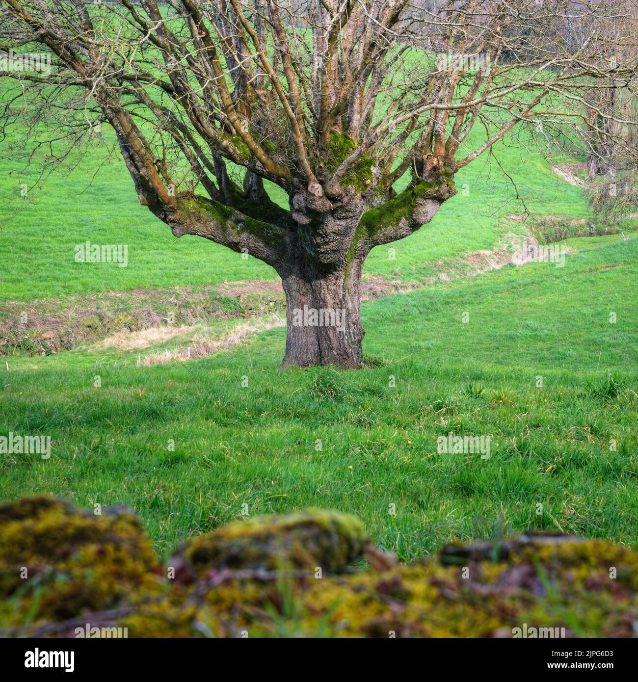 Solitary anthropomorphic tree in the middle of a meadow behind a stone ...