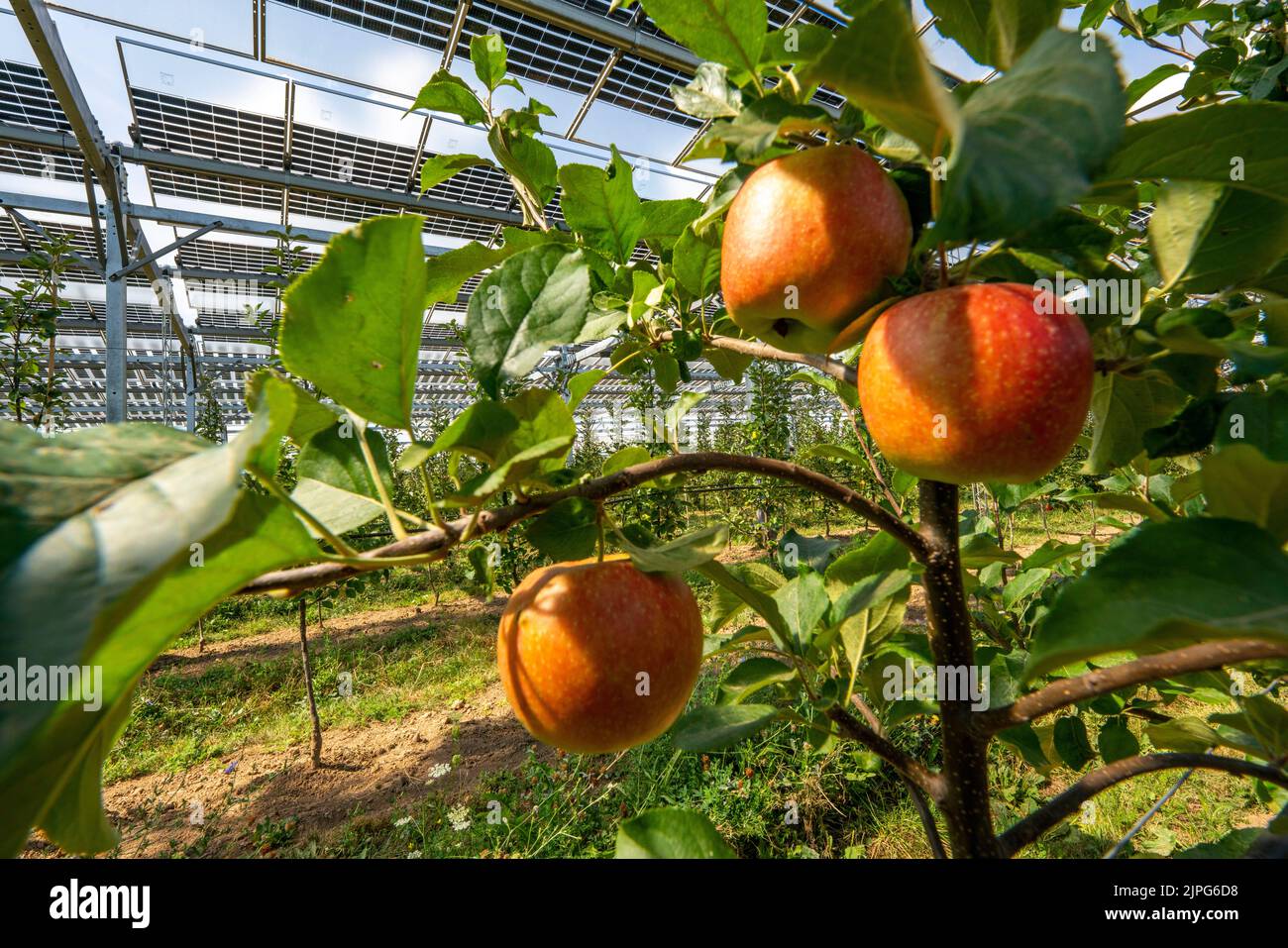 Agri-photovoltaic test facility, an apple orchard was covered with two ...