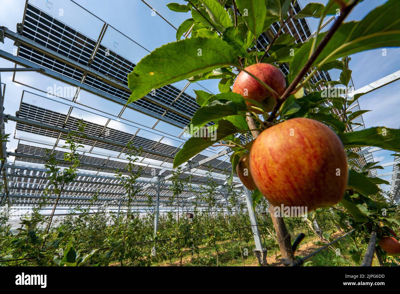 Agri-photovoltaic test facility, an apple orchard was covered with two ...