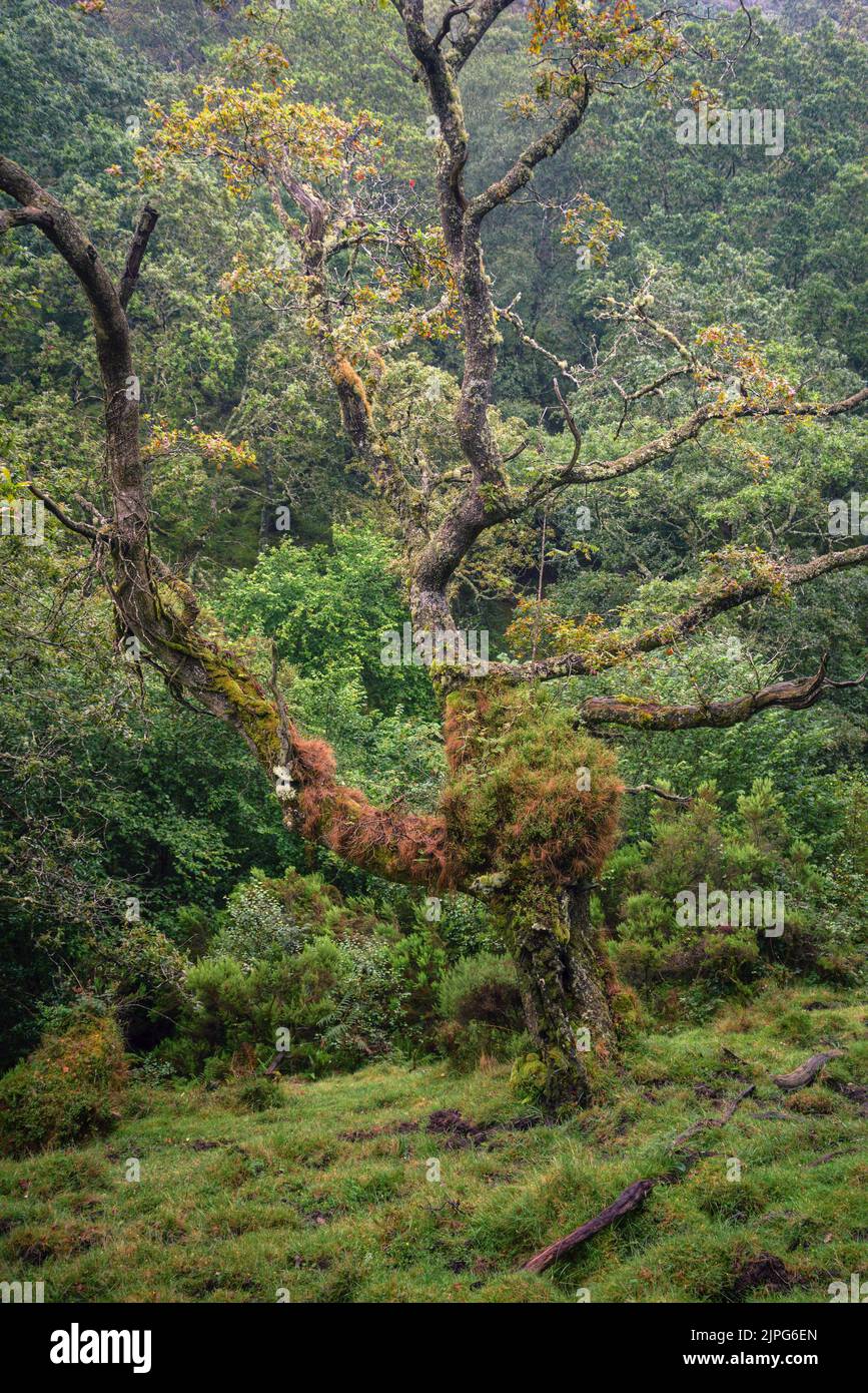 Very gnarly old oak tree covered in ivy and moss in a forest clearing ...