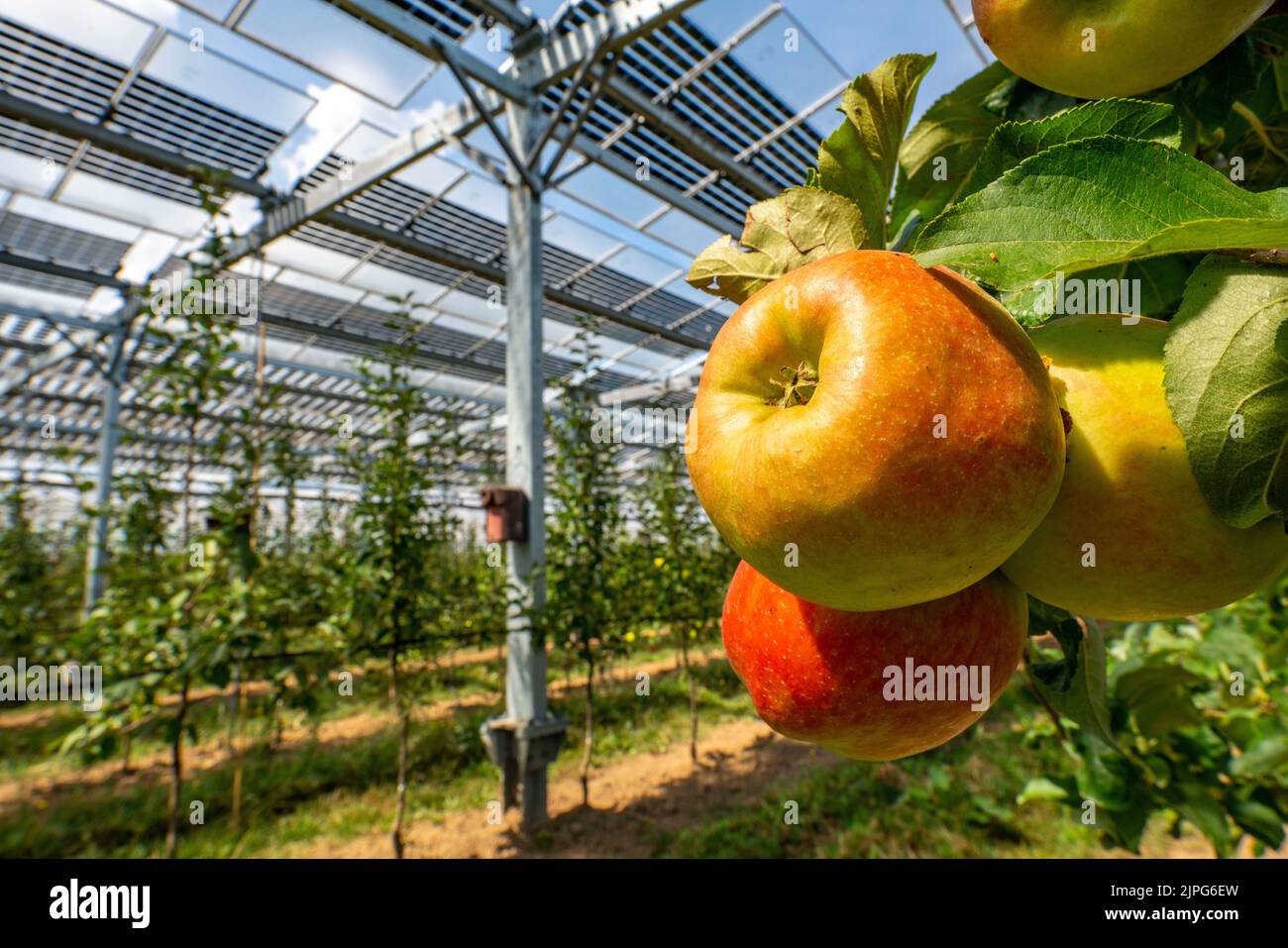 Agri-photovoltaic test facility, an apple orchard was covered with two ...