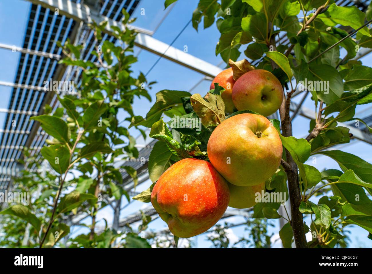 Agri-photovoltaic test facility, an apple orchard was covered with two ...