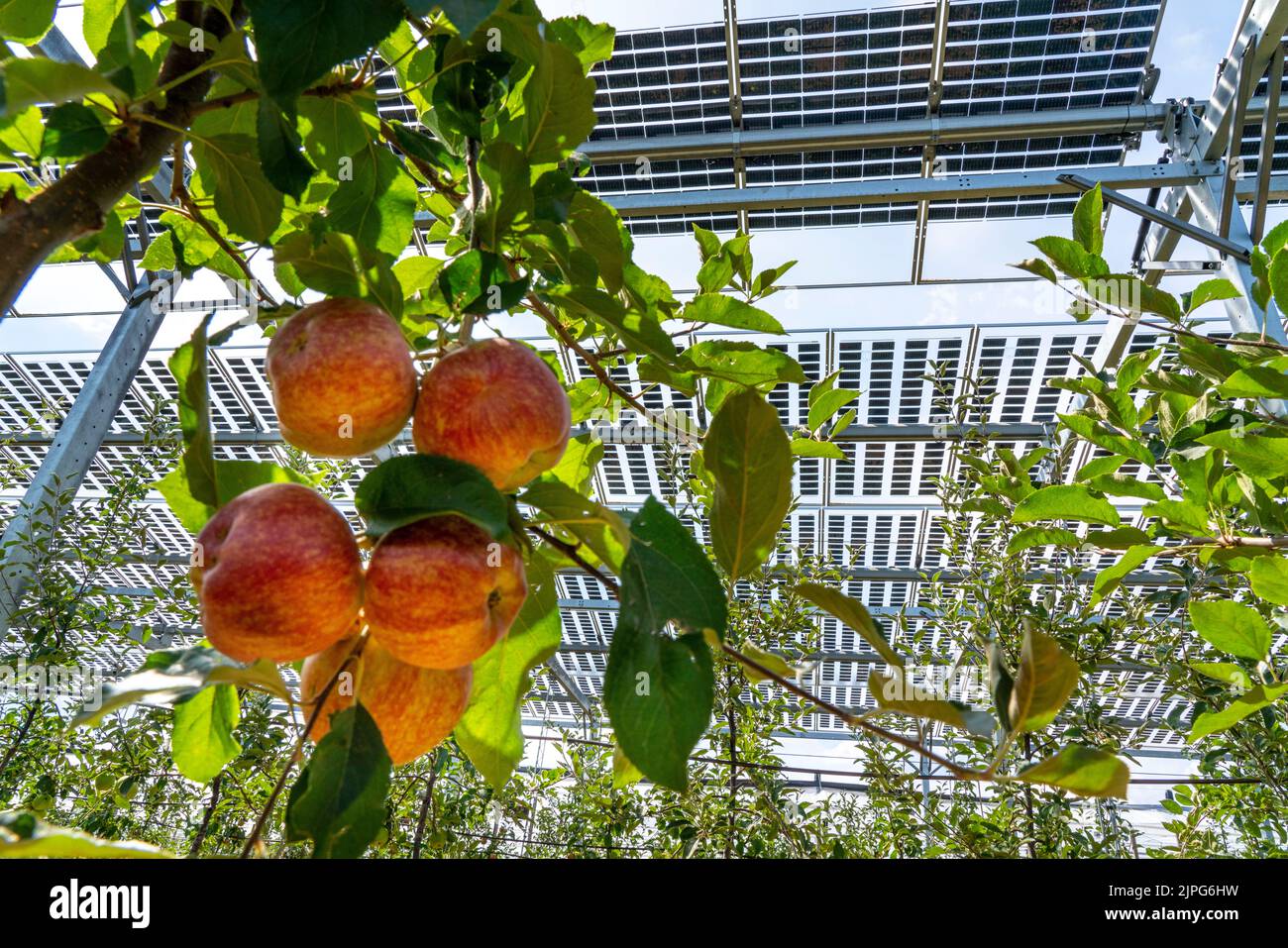Agri-photovoltaic test facility, an apple orchard was covered with two ...