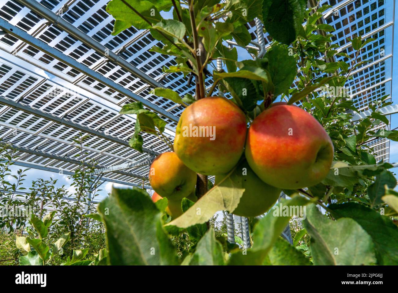 Agri-photovoltaic test facility, an apple orchard was covered with two ...