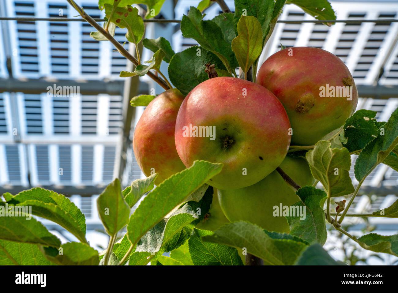Agri-photovoltaic test facility, an apple orchard was covered with two ...