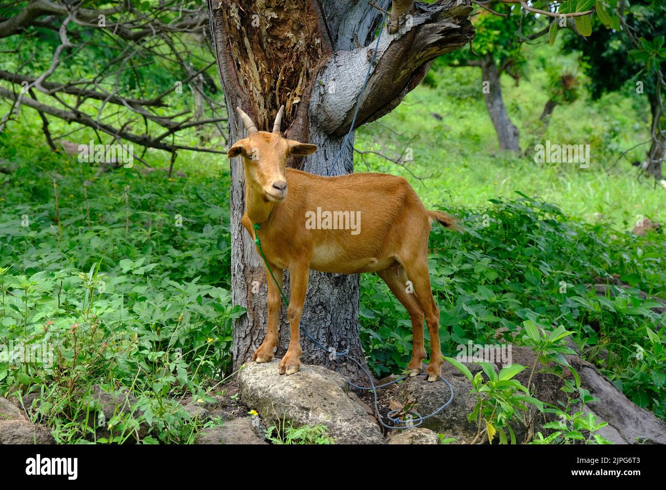 Indonesia Alor Island - Brown billy goat Stock Photo - Alamy