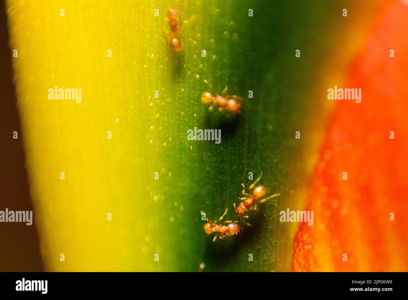 Passing trail of ants on a false bird of paradise close-up Stock Photo ...