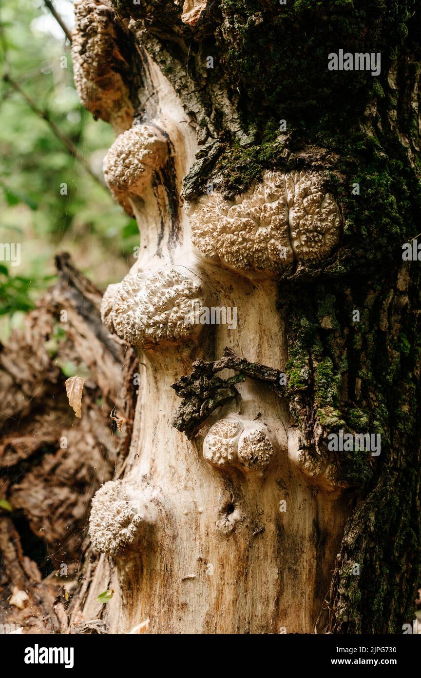 Acacia tree and cap on its bark, cap is a benign growth on the tree ...