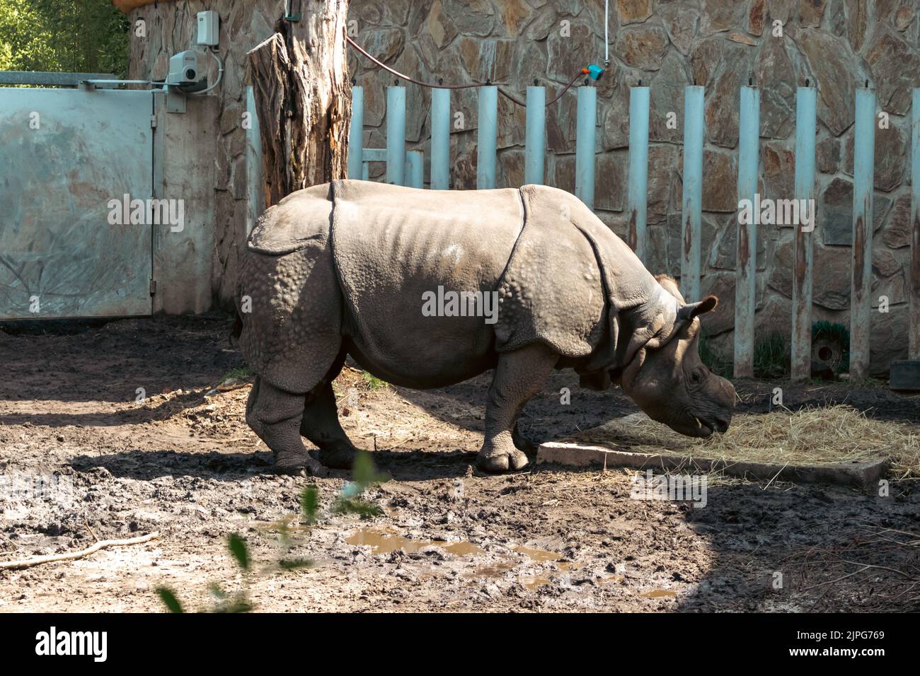 rhino standing and eating in the zoo Stock Photo - Alamy