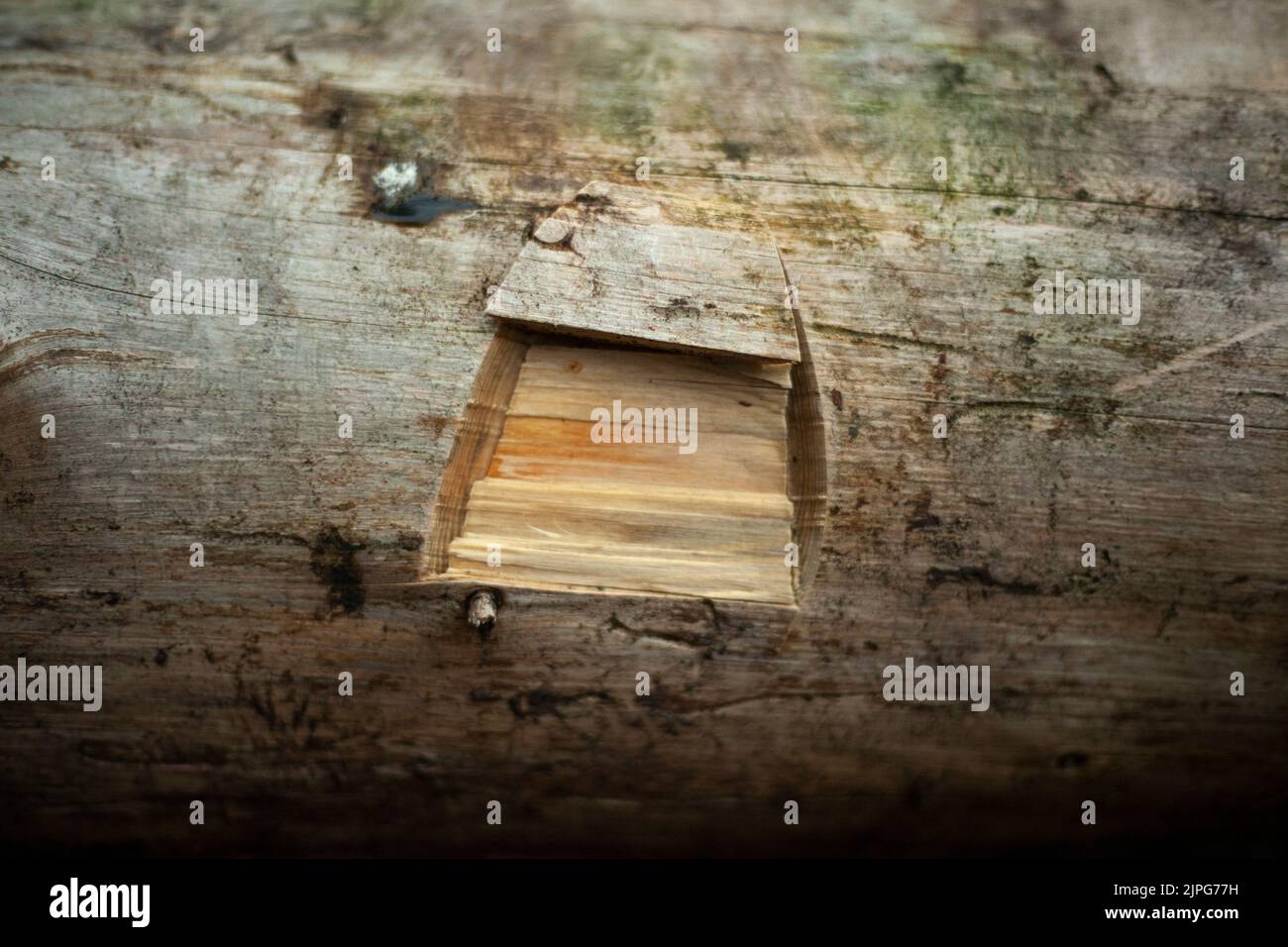 Nature in forest. Plants in autumn. Faded colors in swamp Stock Photo ...