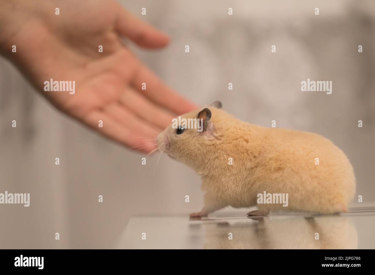 Human ear on mouse hi-res stock photography and images - Alamy