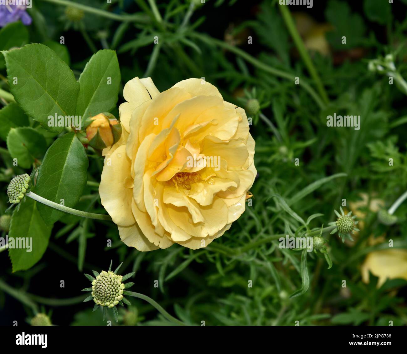 A closeup of Graham Thomas rose, deep yellow shrub rose Stock Photo - Alamy