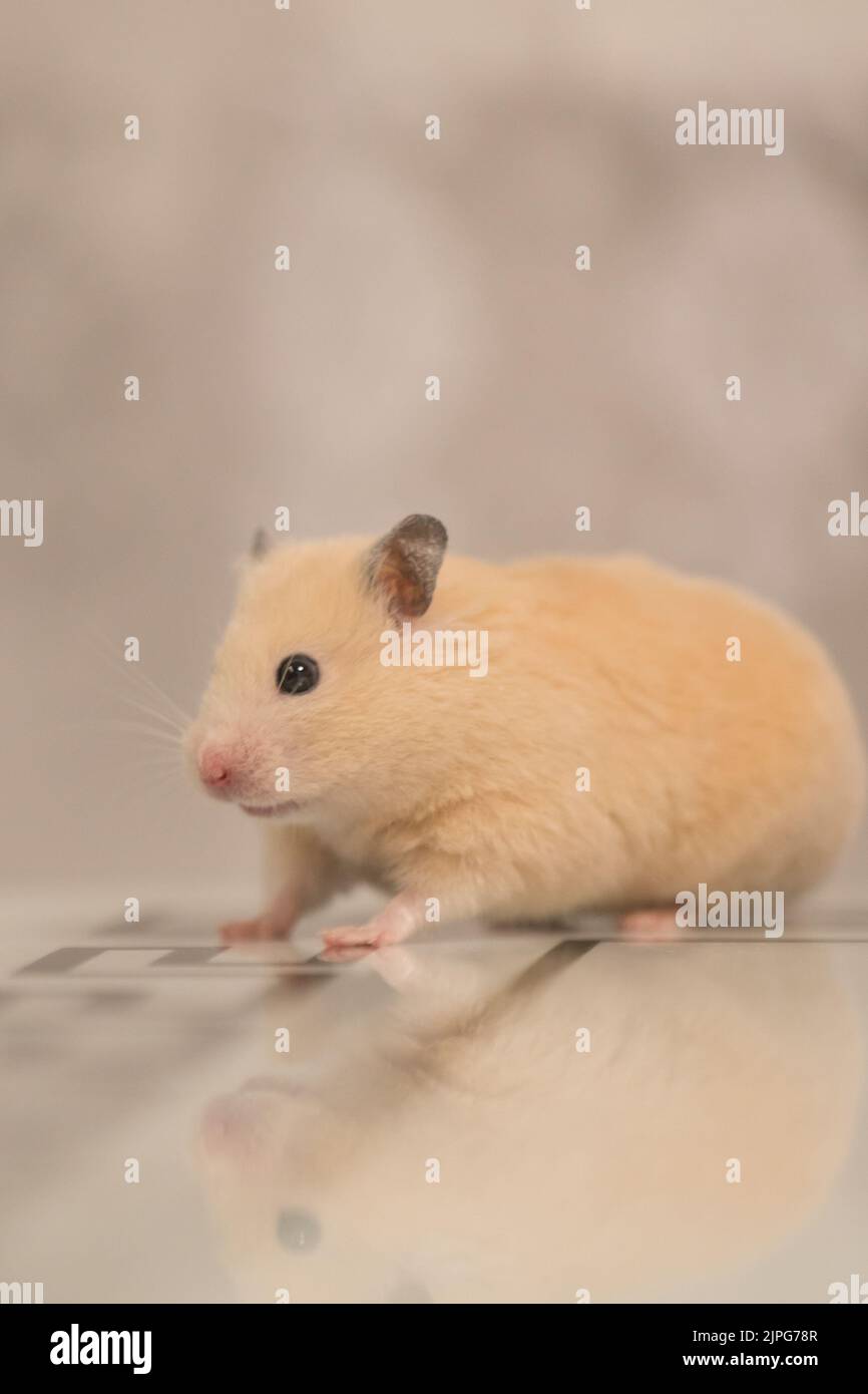 A hamster sits on a table that reflects it, a peach-colored hamster ...