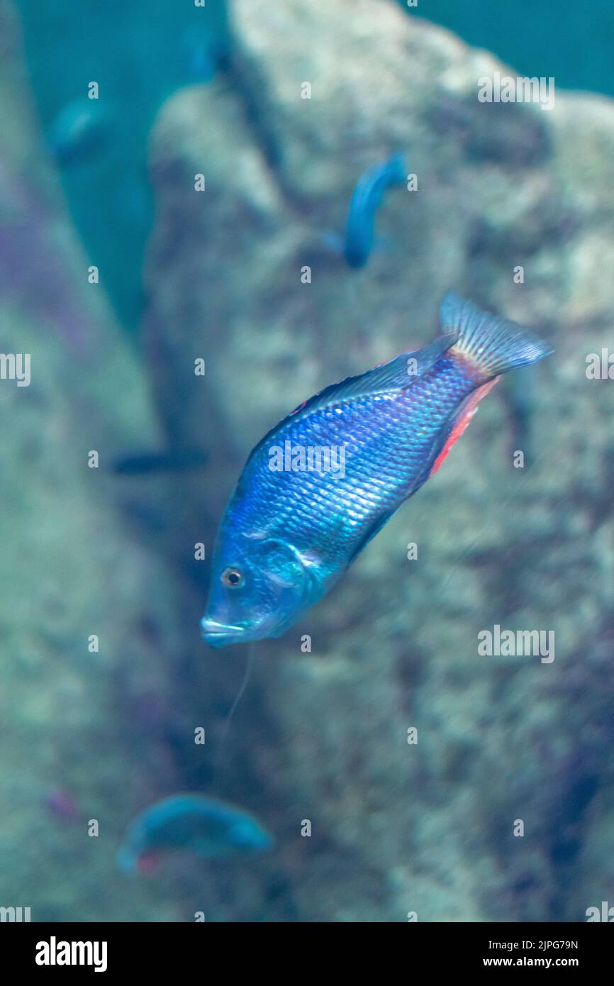 Exotic fish hi-res stock photography and images - Alamy