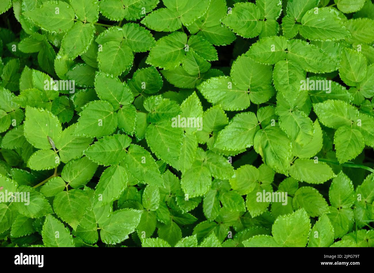 Aegopodium podagraria plant known as ground elder, herb gerard or ...