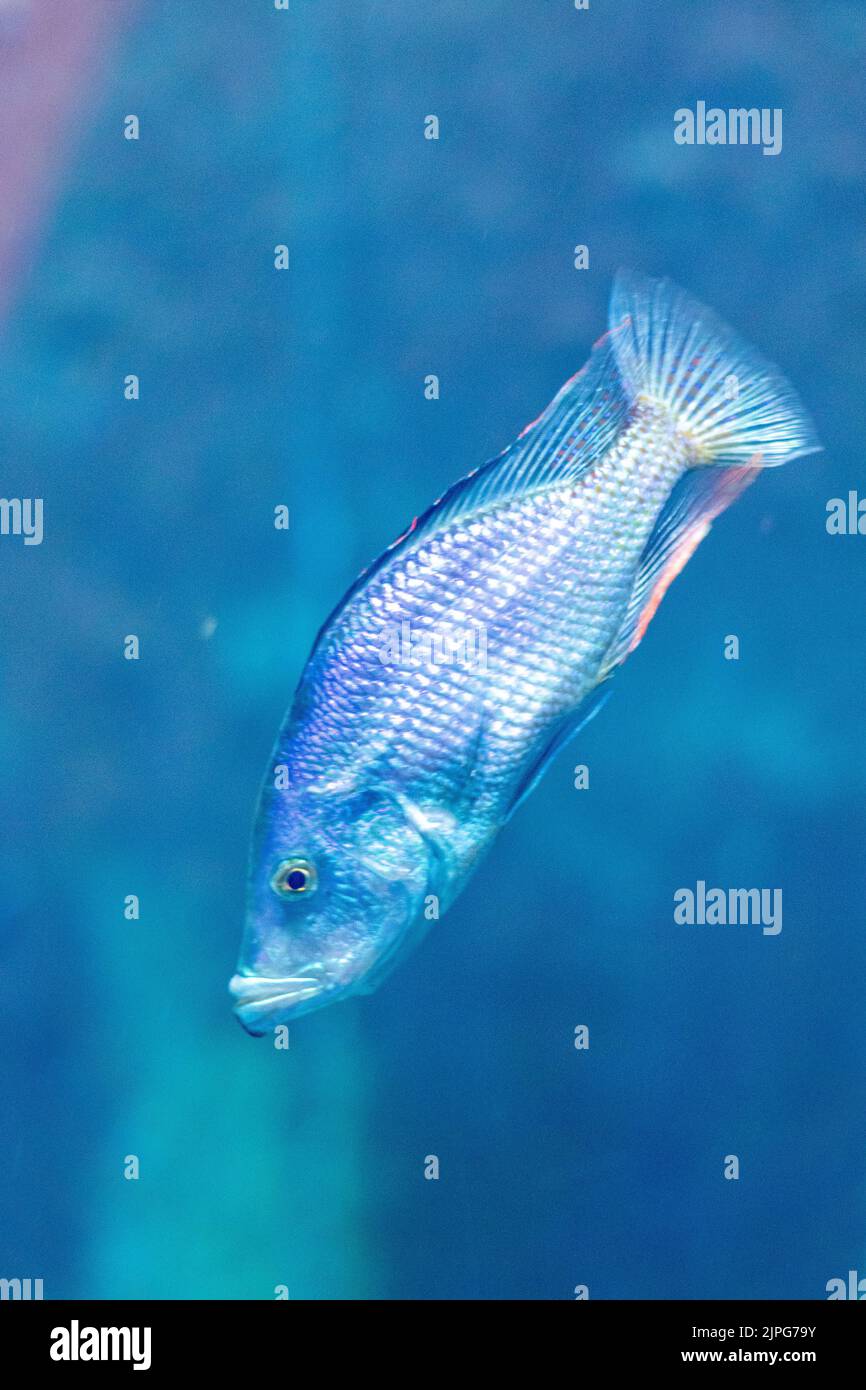 Exotic fish in aquarium in the zoo Stock Photo - Alamy