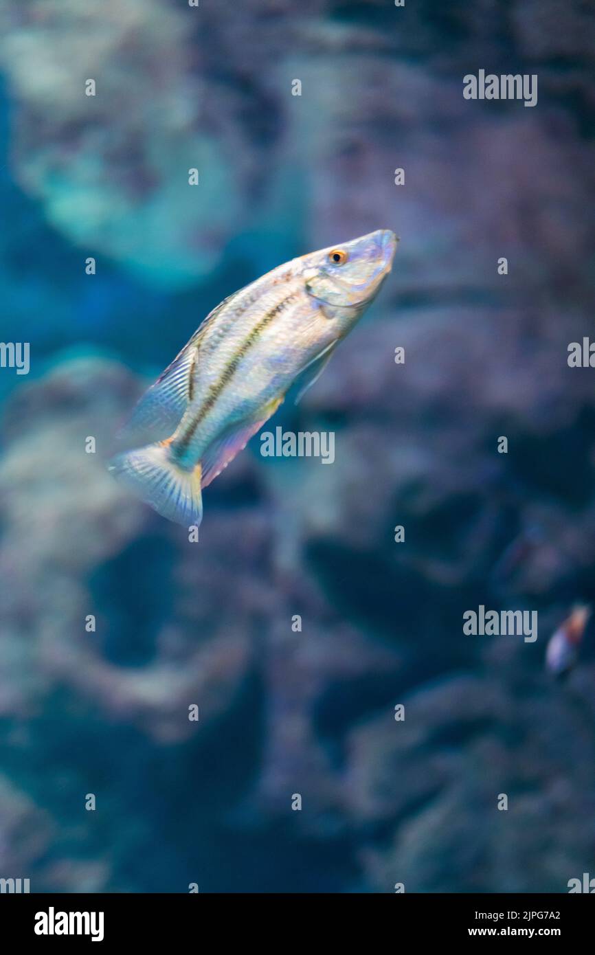 Exotic fish in aquarium in the zoo Stock Photo - Alamy