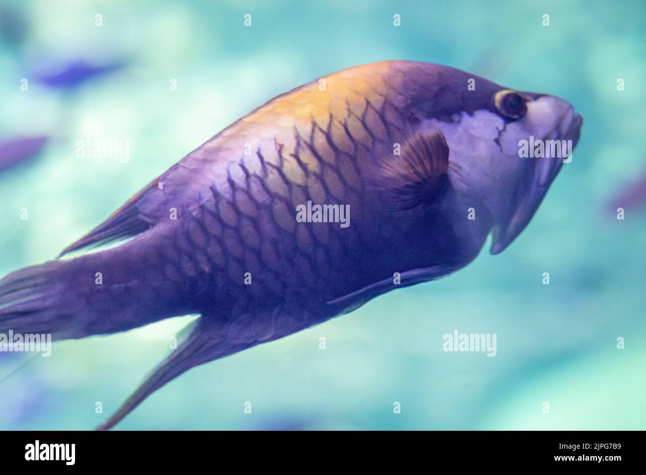Exotic fish in aquarium in the zoo Stock Photo - Alamy