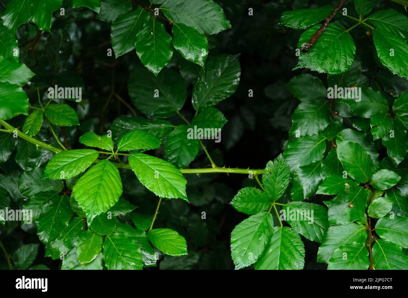 Rubus allegheniensis plant known as Allegheny blackberry or Common ...