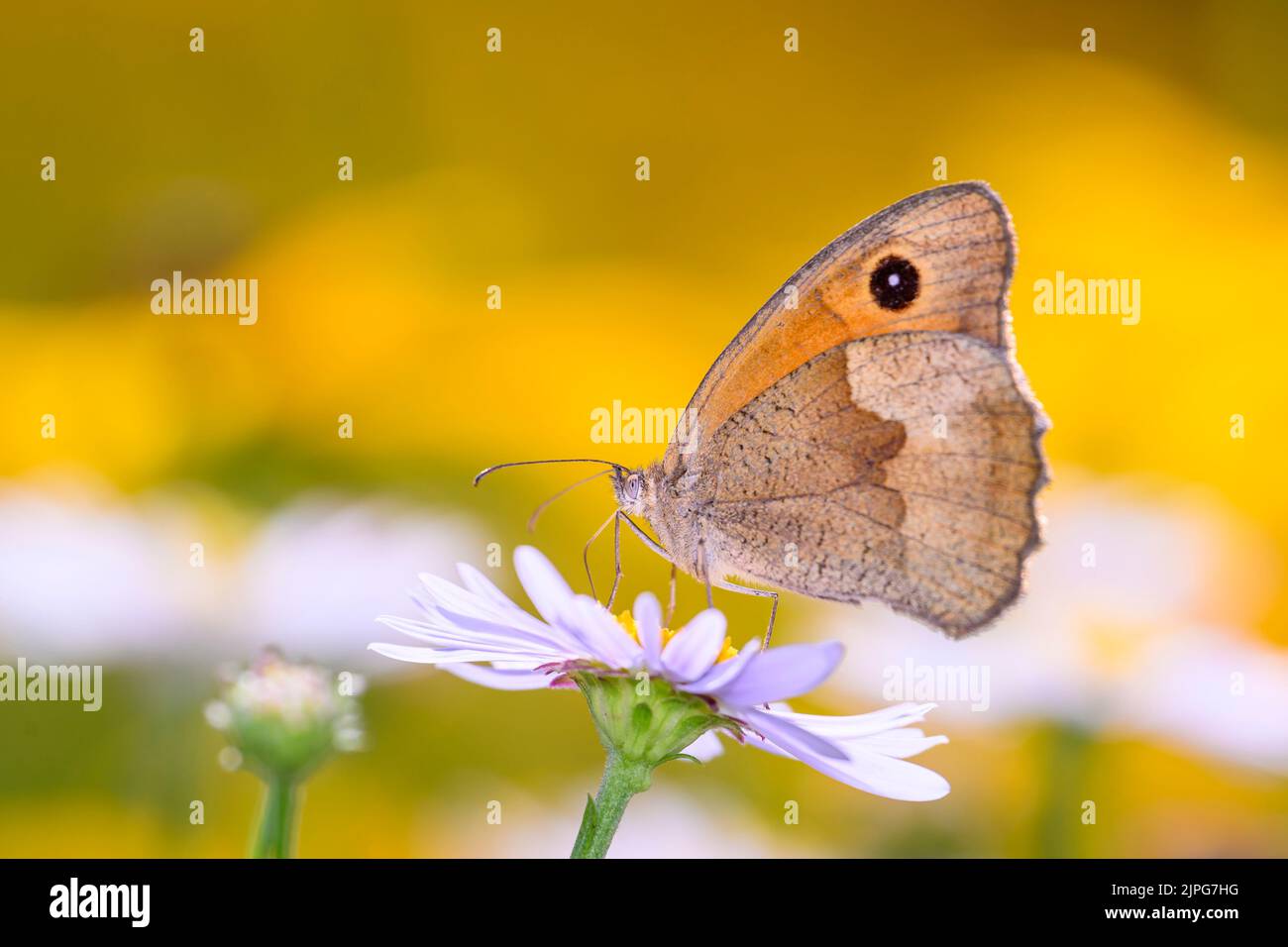 Meadow Brown butterfly - Maniola jurtina resting on a Leucanthemum ...
